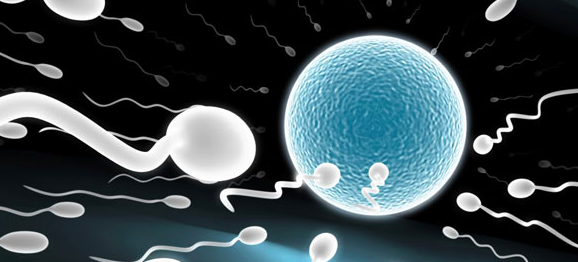Fertilité masculine