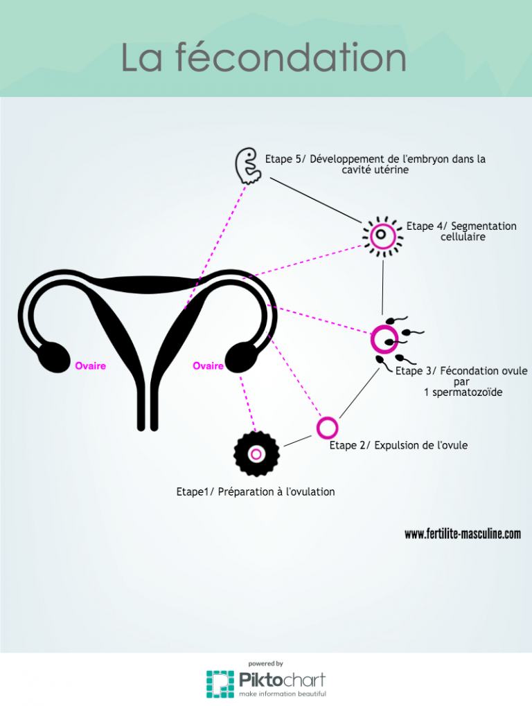 Comprendre la fécondation